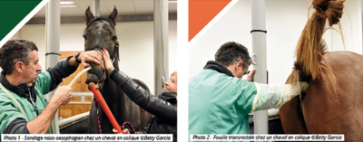 LES COLIQUES CHEZ LE CHEVAL | Cheval Partenaire