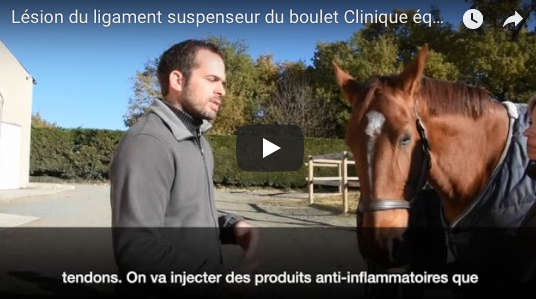 lésion-suspenseur-du-boulet-du-cheval | Cheval Partenaire