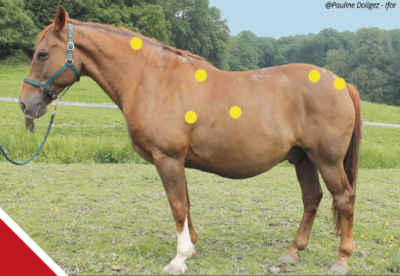 FAIRE MAIGRIR SON CHEVAL | Cheval Partenaire