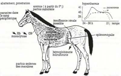 LA PIROPLASMOSE EQUINE | #site_titleLa piroplasmose équine