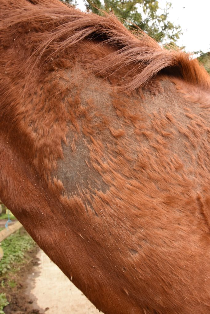 Dermite et démangeaison chez le cheval | Cheval Partenaire