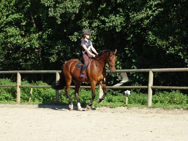 licence-ffe | Cheval Partenaire