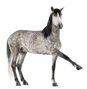 ifce-lea-lansade | Cheval Partenaire