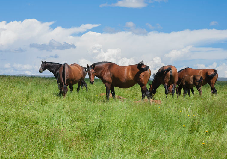 Gestion des prairies pour chevaux | Cheval Partenaire