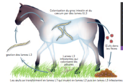 vermifugation et cheval | Cheval Partenaire