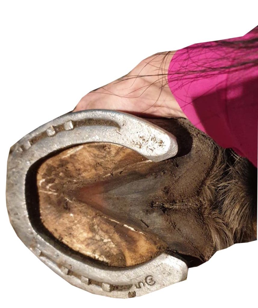 Les pieds du cheval | Cheval Partenaire