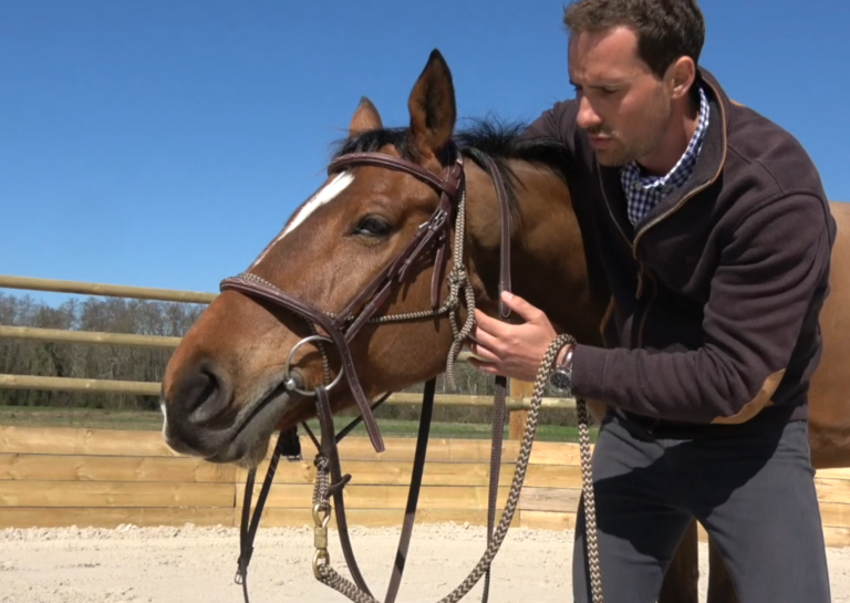 apprendre à désensibiliser son cheval au filet | Cheval Partenaire