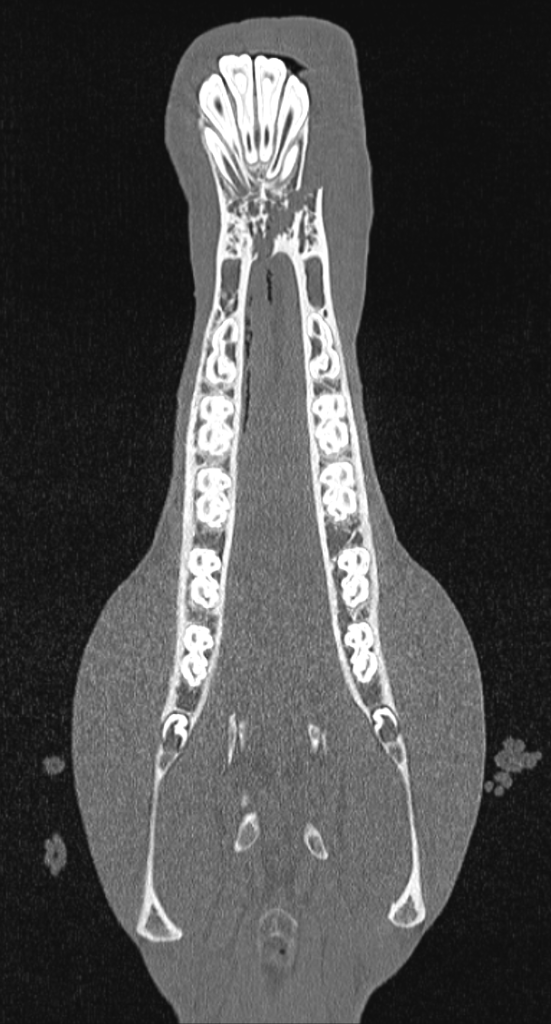 Les explications techniques des fractures chez le cheval | Cheval ...