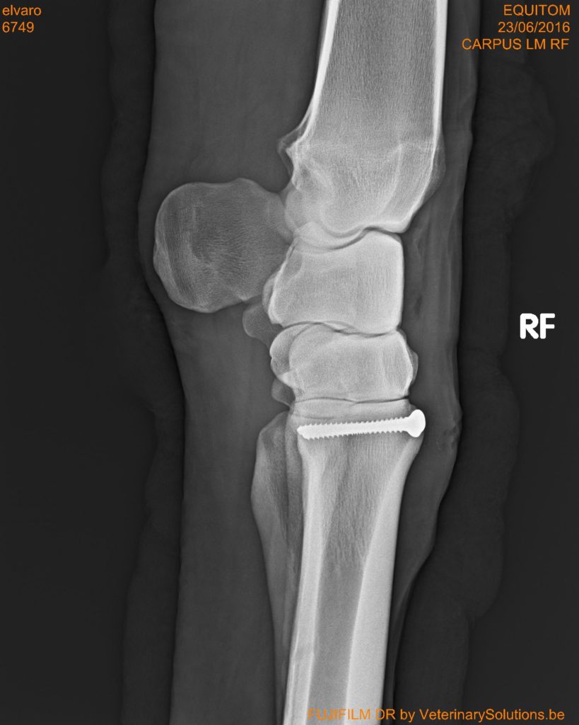 Mon cheval s'est cassé la jambe ! | Cheval Partenaire