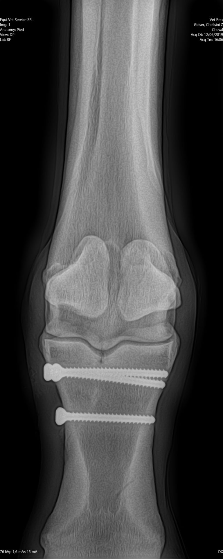 Mon cheval s'est cassé la jambe ! | Cheval Partenaire