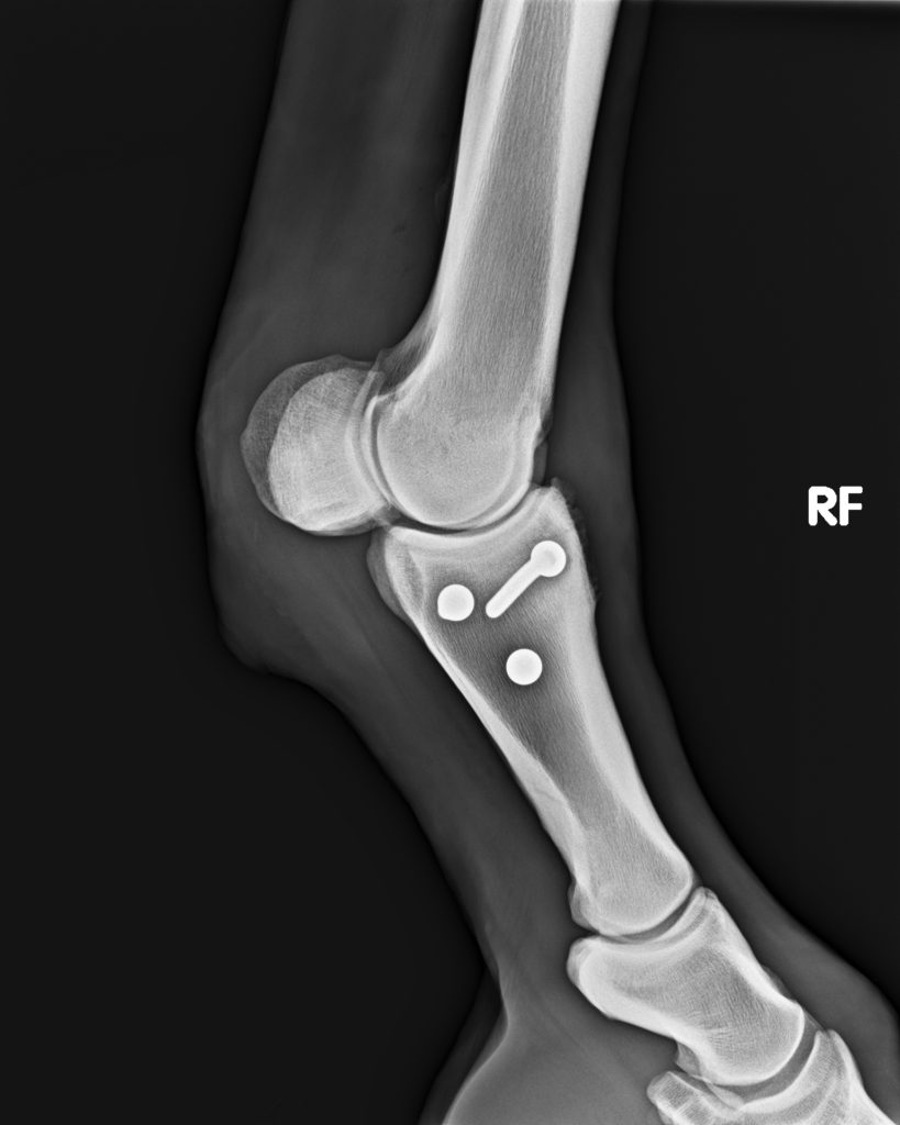 Mon cheval s'est cassé la jambe ! | Cheval Partenaire