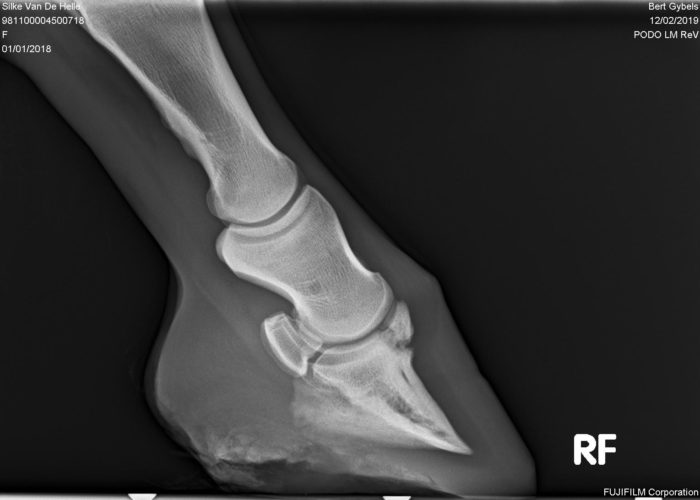 Mon cheval s'est cassé la jambe ! | Cheval Partenaire