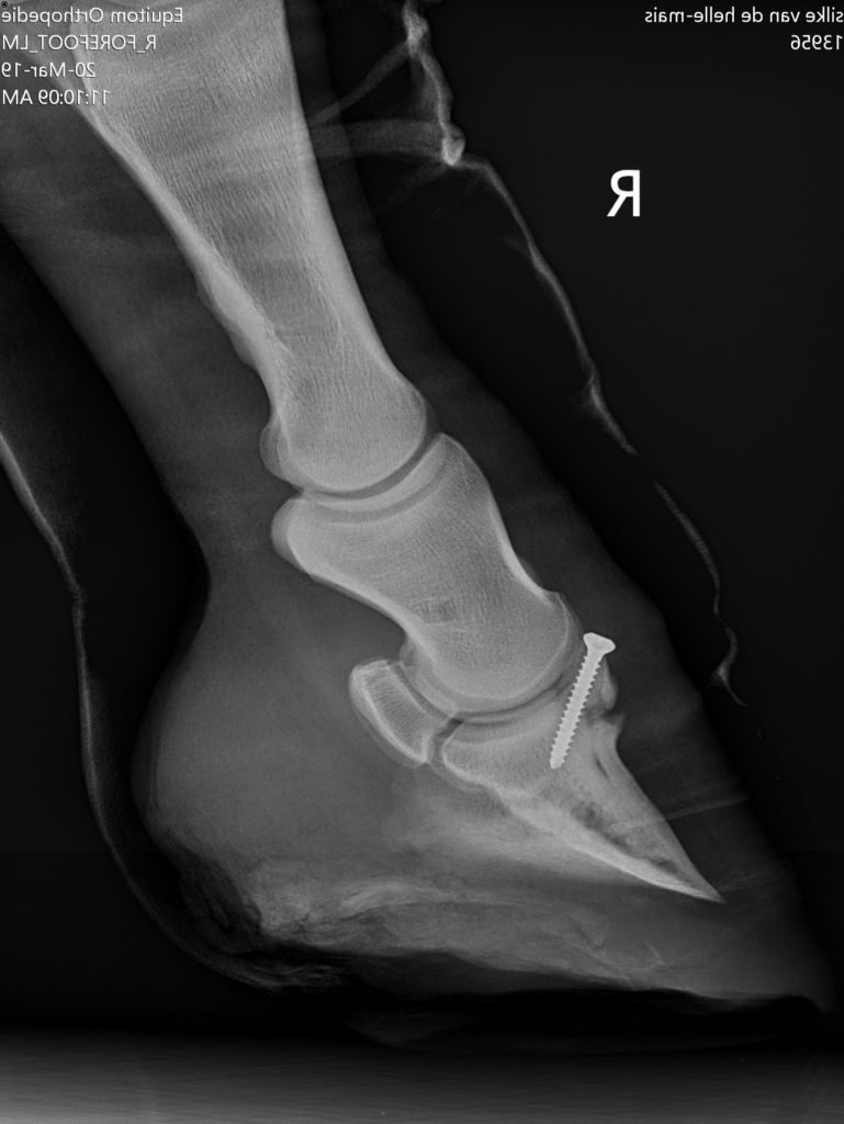 Mon cheval s'est cassé la jambe ! | Cheval Partenaire