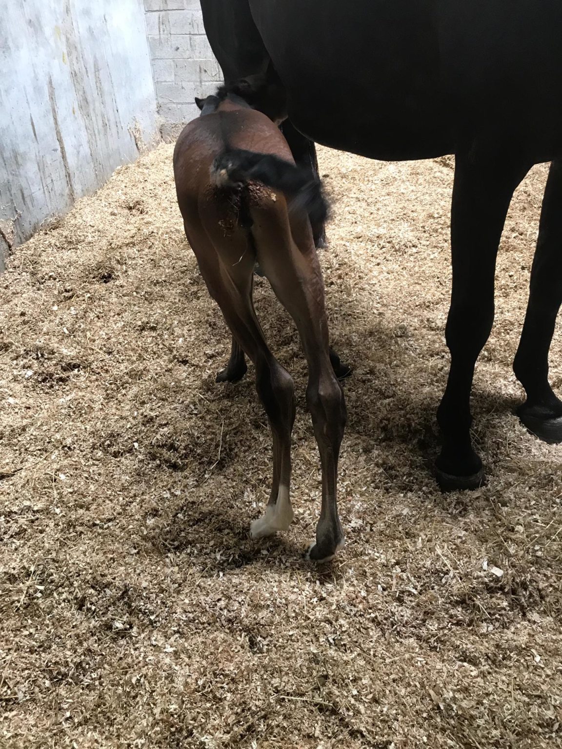 Jambes asymétriques chez les poulains | Cheval Partenaire
