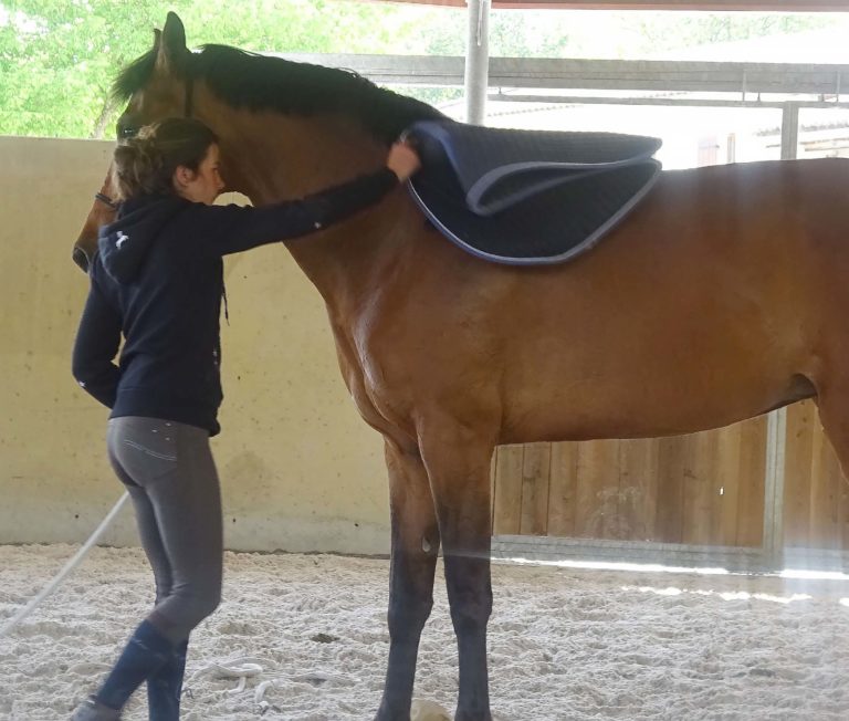 Débourrage du cheval réussi; les étapes à suivre