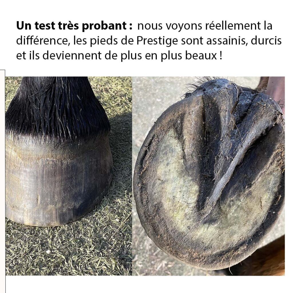 Les soins des pieds des chevaux par Cheval Partenaire | Cheval Partenaire