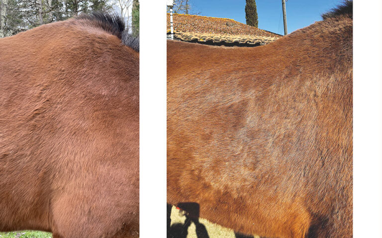 Le pelage du cheval | Cheval Partenaire