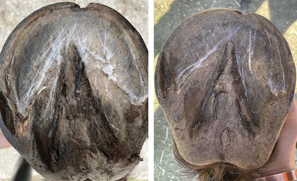 Comment renforcer les pieds des chevaux | Cheval Partenaire