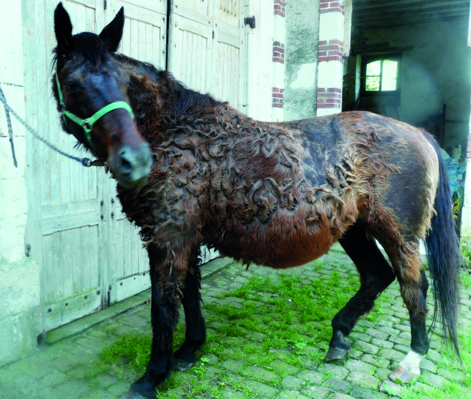 LES SIGNES CLINIQUES DE LA MALADIE DE CUSHING | Cheval Partenaire