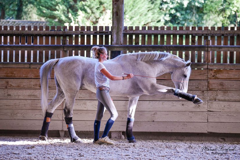 Cheval/cavalier et travail en liberté | Cheval Partenaire