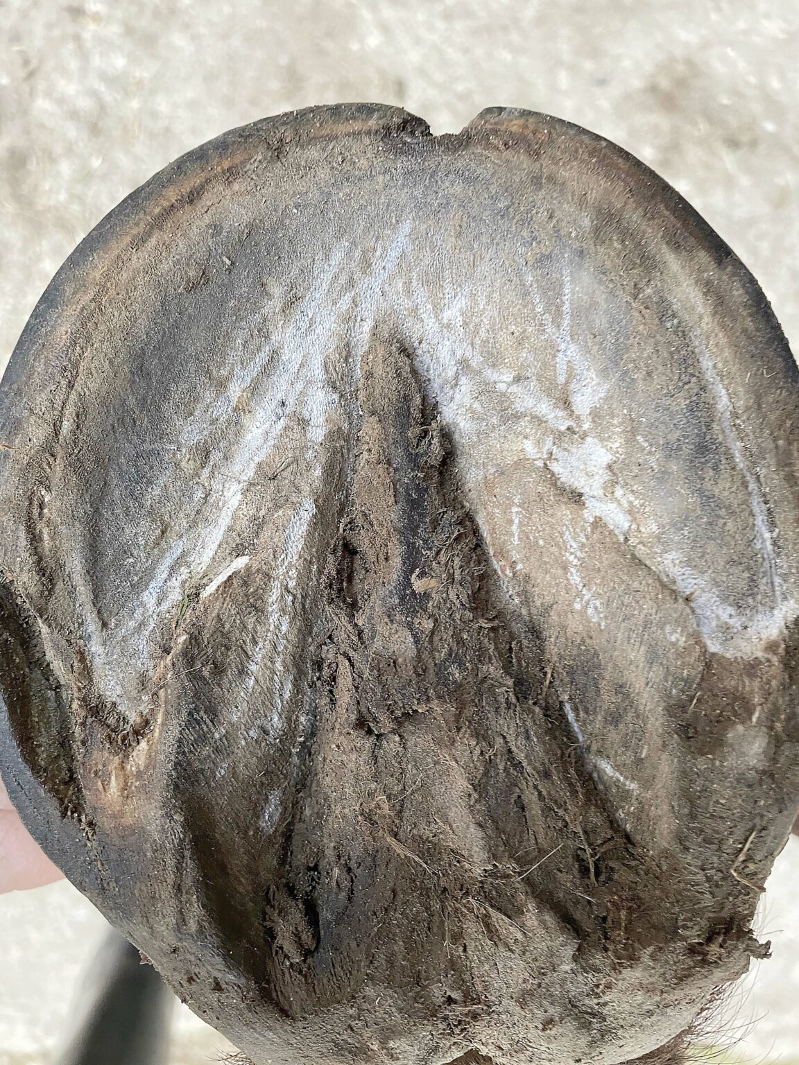 Fourchette pourrie | Cheval Partenaire