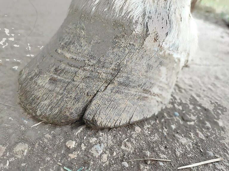 Connaitre et traiter les pathologies du pied du cheval