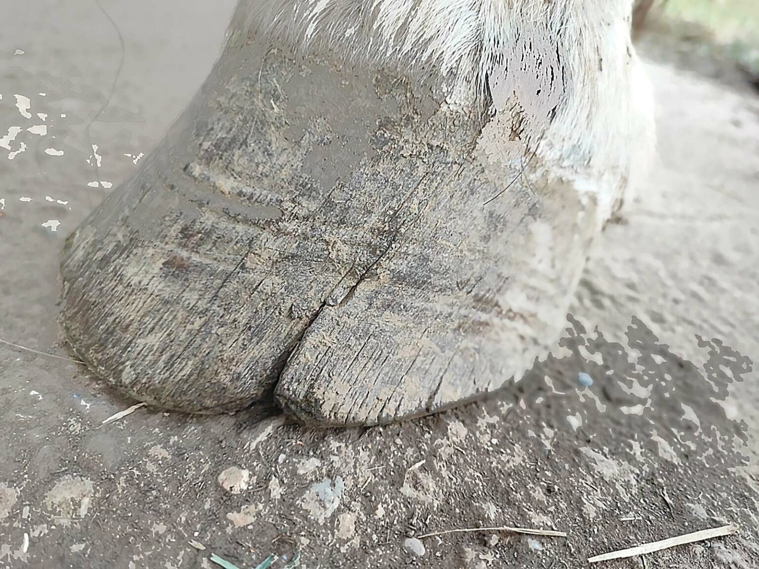 LO SEIMES | Cheval Partenaire