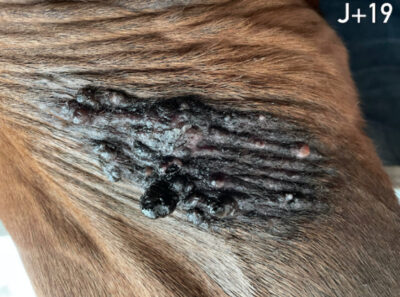 Comment soigner les sarcoides chez le cheval ? | Cheval Partenaire