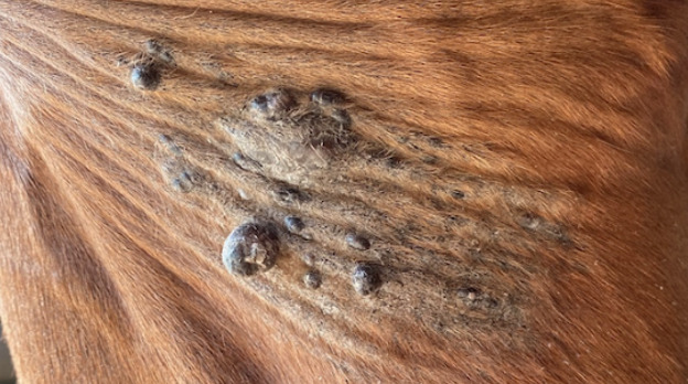 Comment soigner les sarcoides chez le cheval ? | Cheval Partenaire