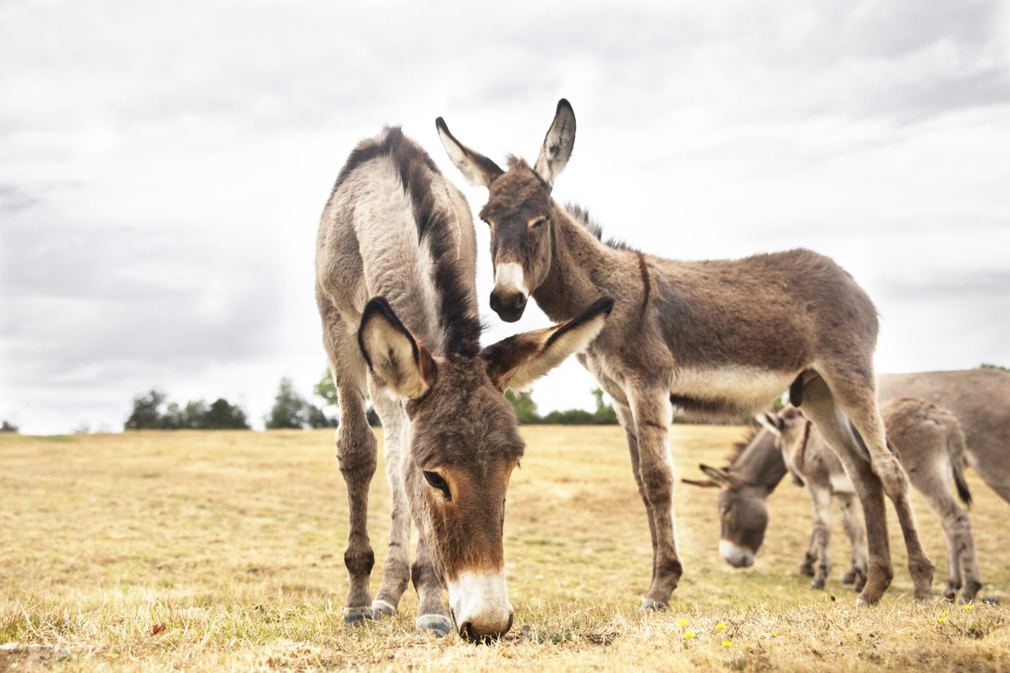Tout connaître sur l'âne pour l'avoir chez soi