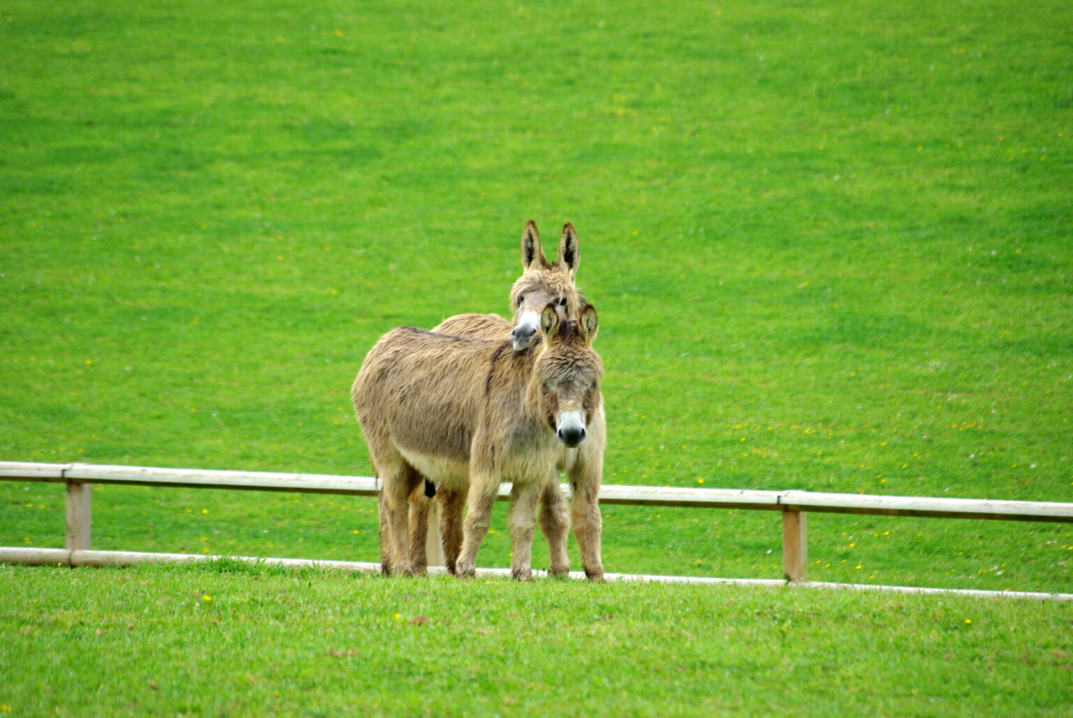 Tout connaître sur l'âne pour l'avoir chez soi
