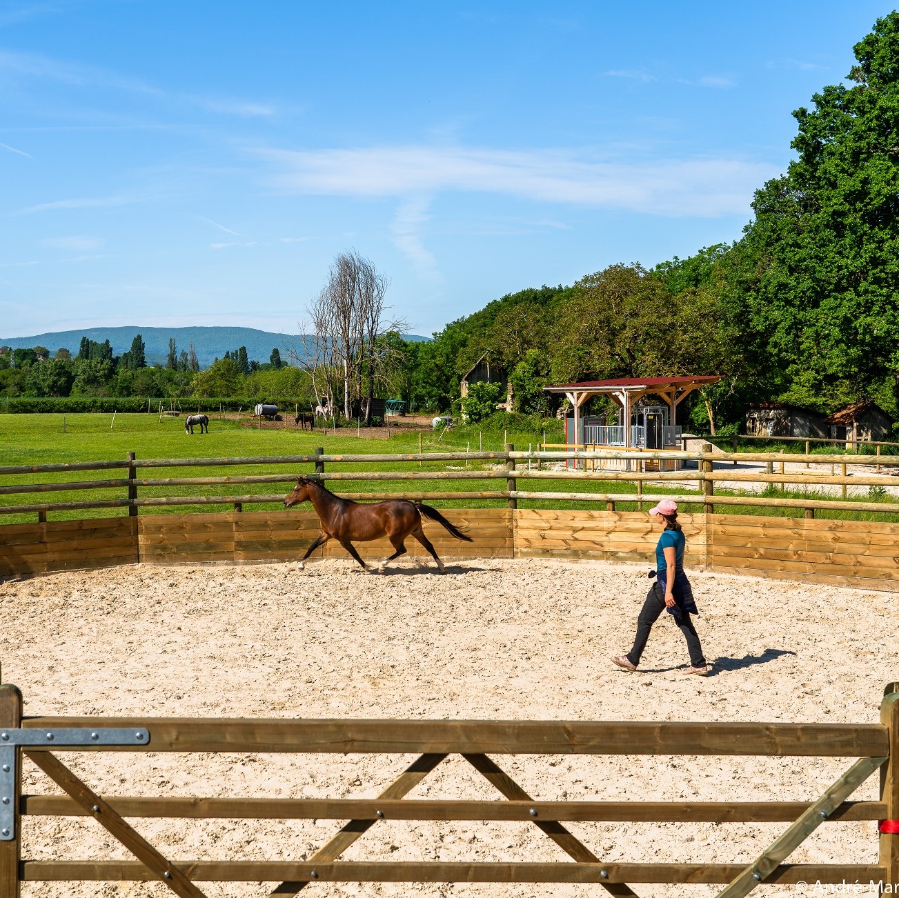 Réaliser votre écurie pour allier bien-être et performance du cheval