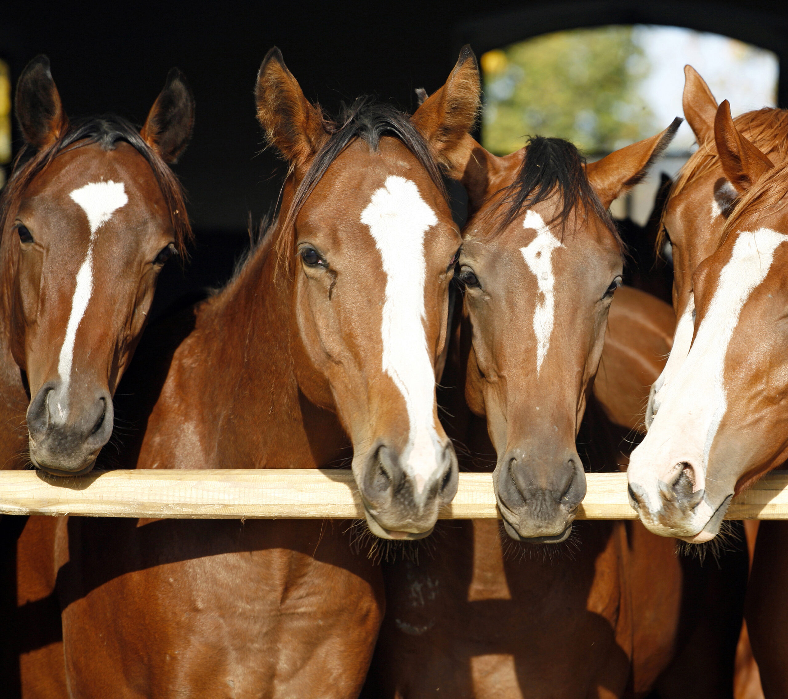 Le certificat de détention d'un équidé