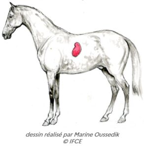 Le système digestif du cheval
