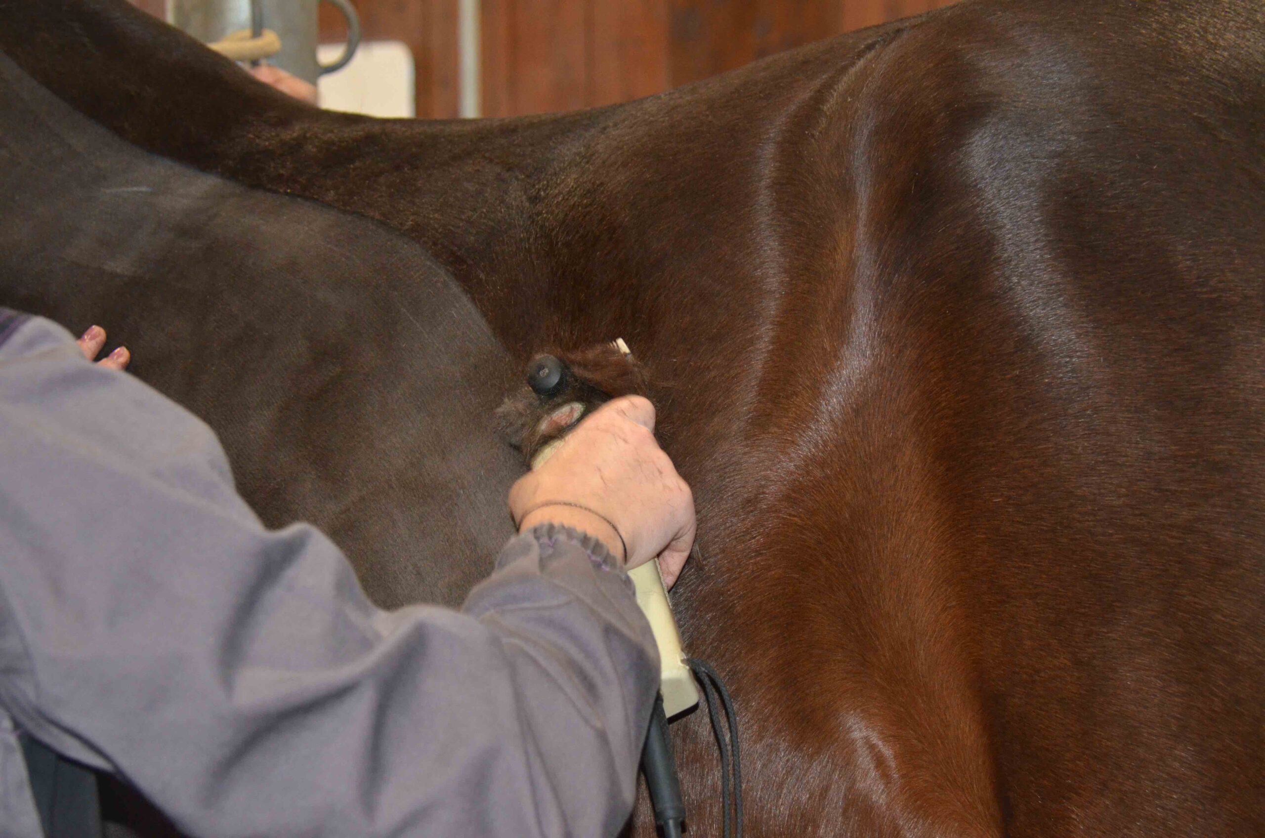 8 conseils pour tondre votre cheval